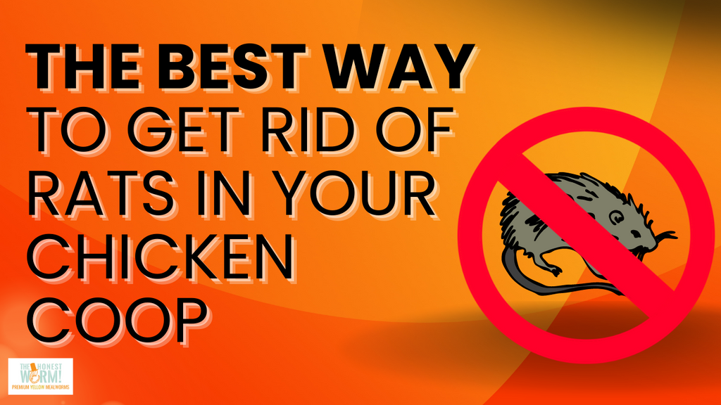 How to Get Rid of Rats in Your Chicken Coop – The Honest Worm!