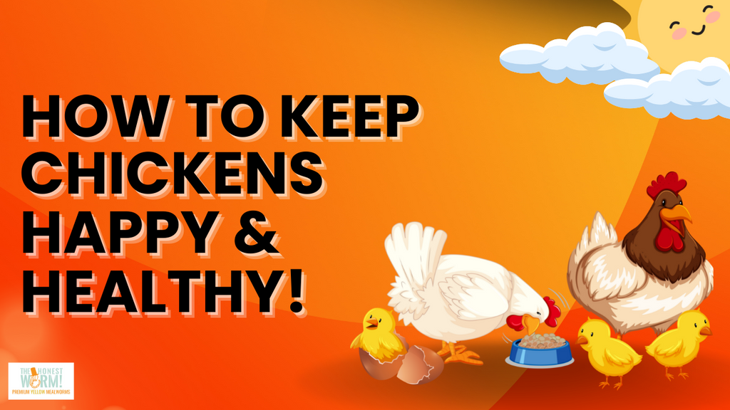 The Top 3 Ways to Keep Your Chickens Happy and Healthy – The Honest Worm!