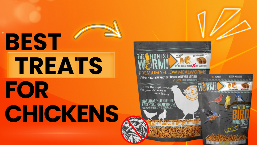 What Are The Best Treats For Chickens? – The Honest Worm!