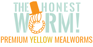 Why Do Chickens Lay Eggs Without Shells? – The Honest Worm!